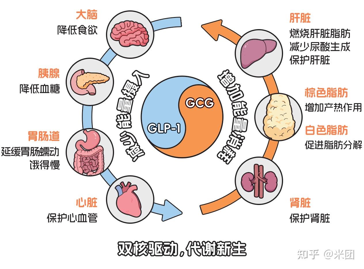 GCG/GLP-1双靶点减重药物玛仕度肽获批上市，中国肥胖治疗领域增添新选择 - 知乎