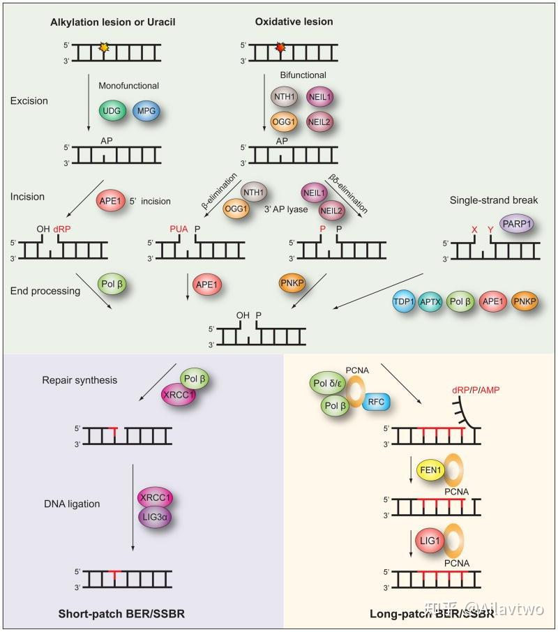 DNA损伤和修复概论 - 知乎