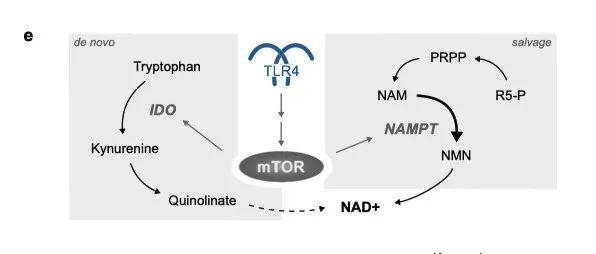 Nature新子刊丨mTOR对代谢的调节限制了LPS诱导的单核细胞炎症和促凝血反应 - 知乎
