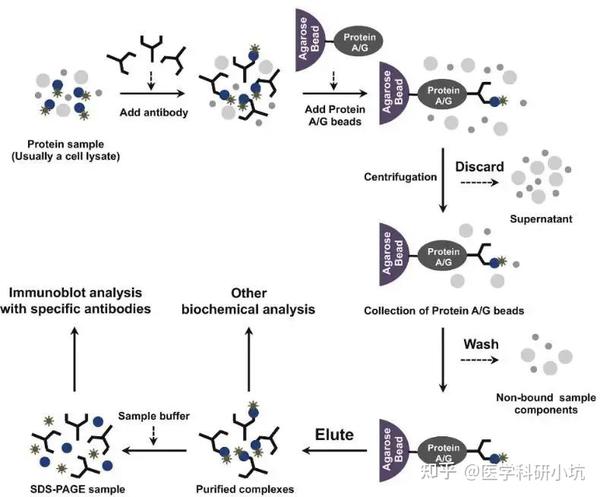 干货！研究「蛋白质相互作用」的方法，都整理好了！ - 知乎