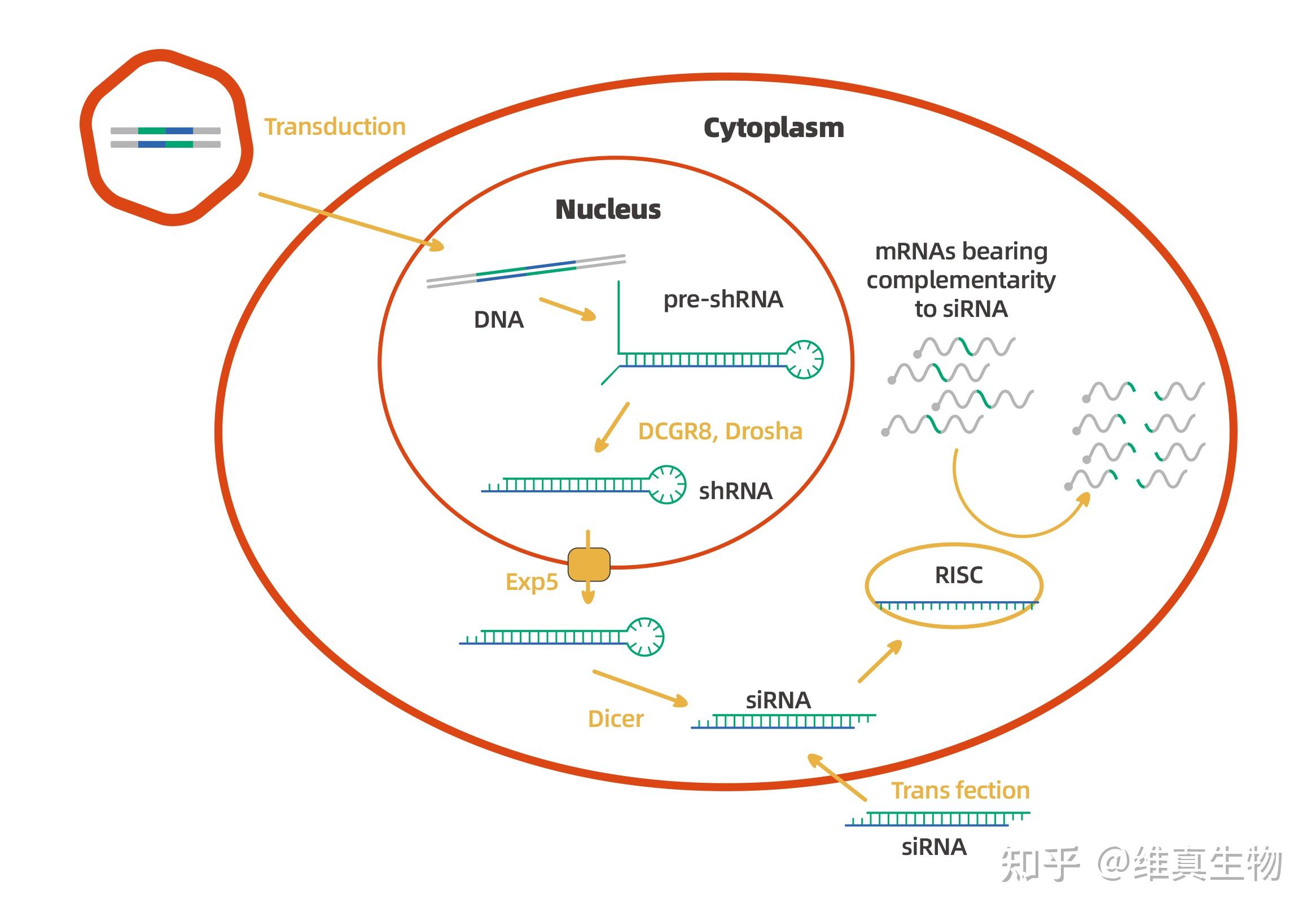 siRNA和shRNA介导的RNA干扰有什么不同？ - 知乎