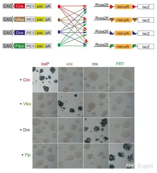 技术分享：一个集合Vika、Flp、Dre和Cre重组系统的报告基因小鼠模型 - 知乎