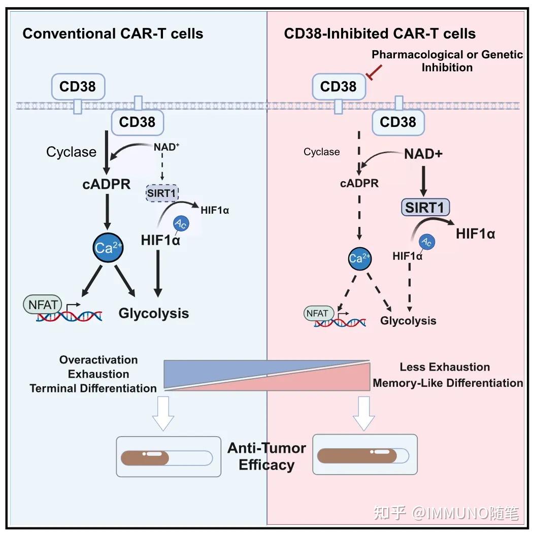 有趣的“死循环”，CD38靶点开发策略的“烧脑”生态圈 - 知乎