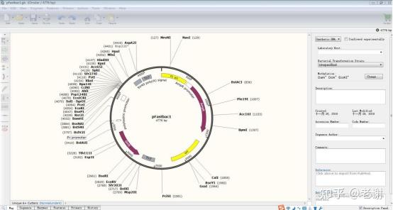 SnapGene安装和使用教程 - 知乎