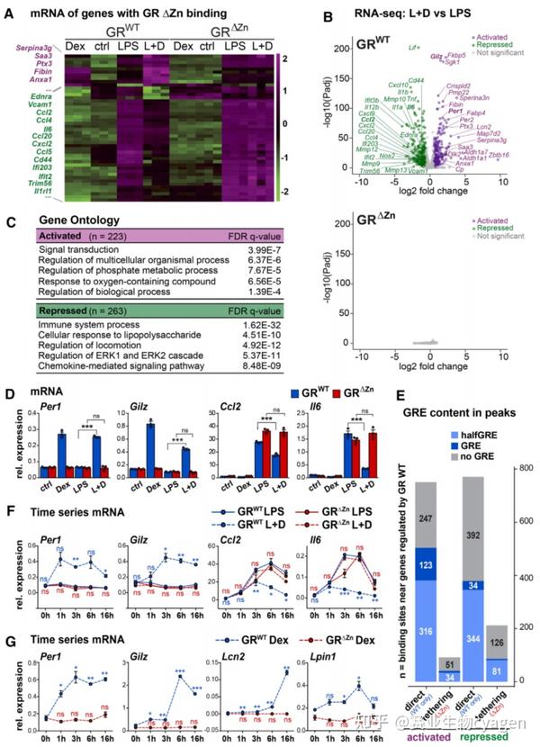 德国研究团队研究发现糖皮质激素受体的抗炎功能需要DNA结合 - 知乎