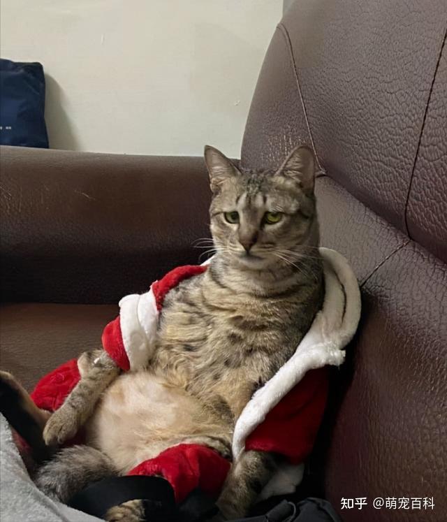 猫咪对着你 露肚子”,其实是有几件重要事情告诉你! 知乎