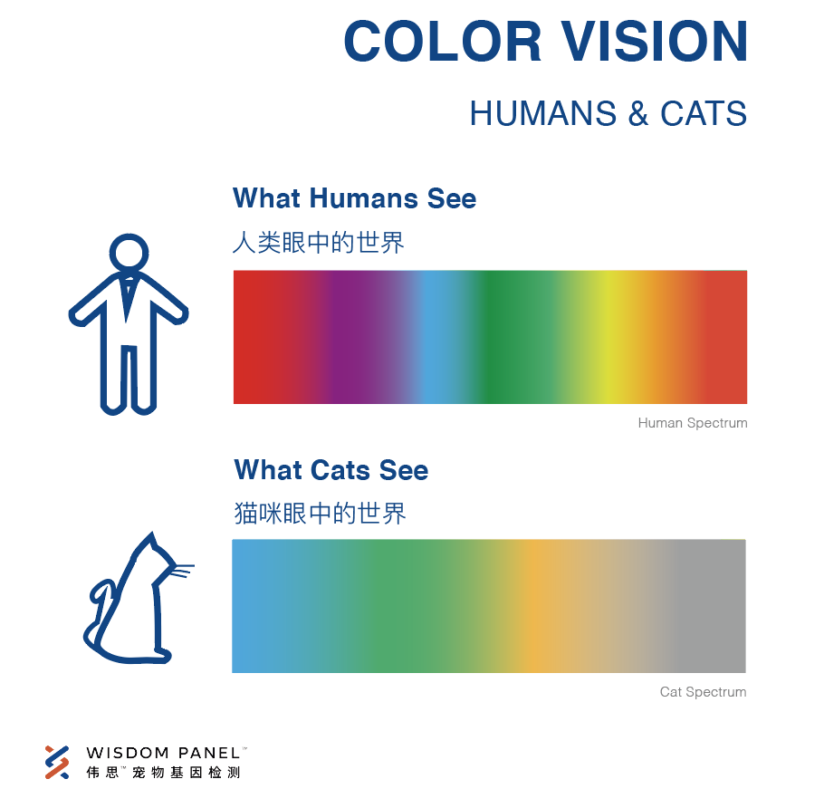 猫能看到颜色吗？伟思宠物基因带你进入「猫咪眼中的世界」。 - 知乎