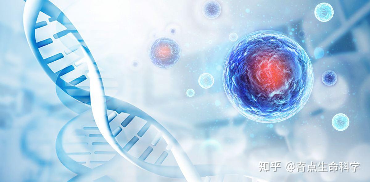 奇点生命科学|治疗糖尿病,医学界又贡献了新招术 知乎