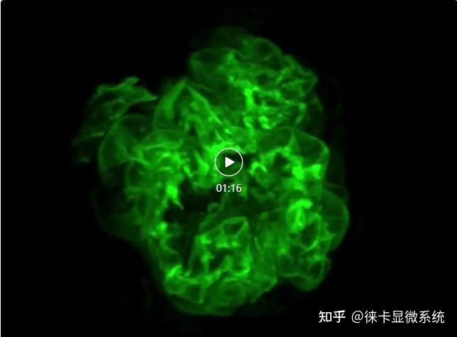 《聚焦微观，纤毫奇景》 - 知乎