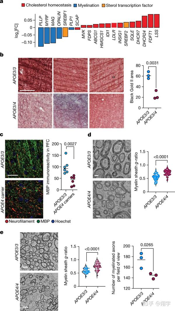Nature 文章:APOE4通过少突胶质细胞胆固醇失调损害髓鞘形成 - 知乎