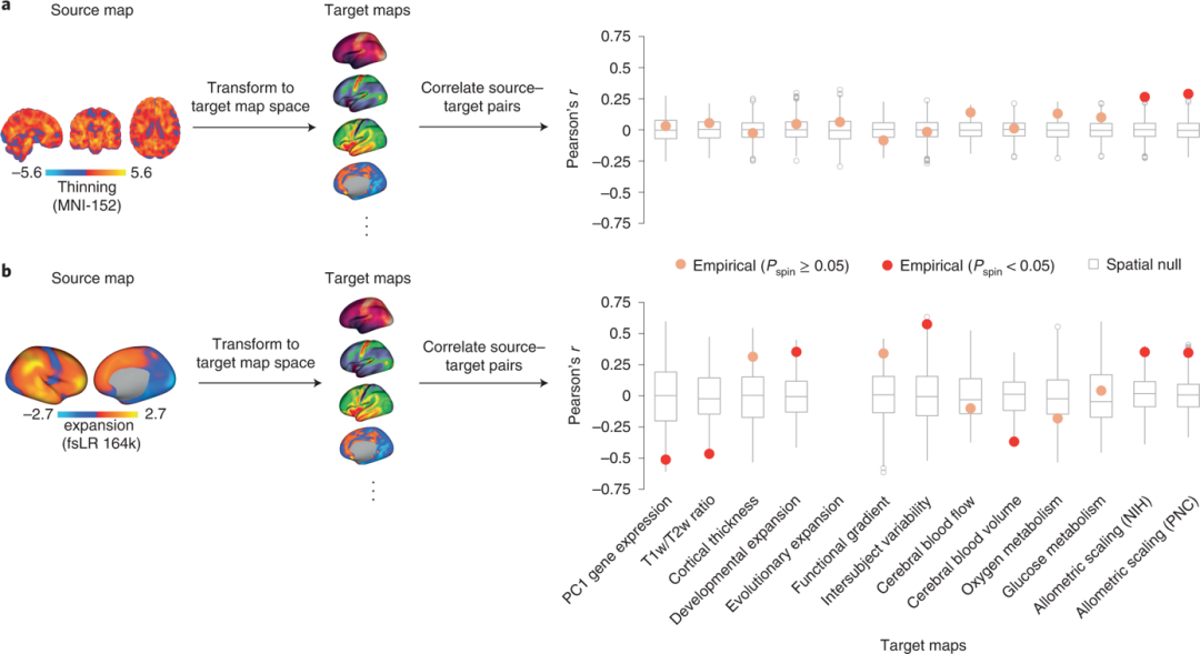 Nat Methods最新发布：多模态、多尺度脑科学数据综合分析的利器——neuromaps - 知乎