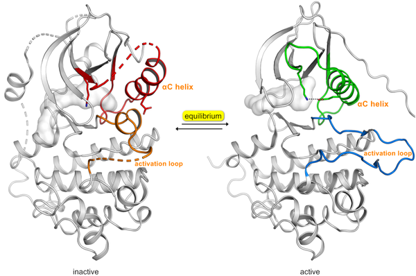 EGFR各种突变的结构生物学基础 - 知乎