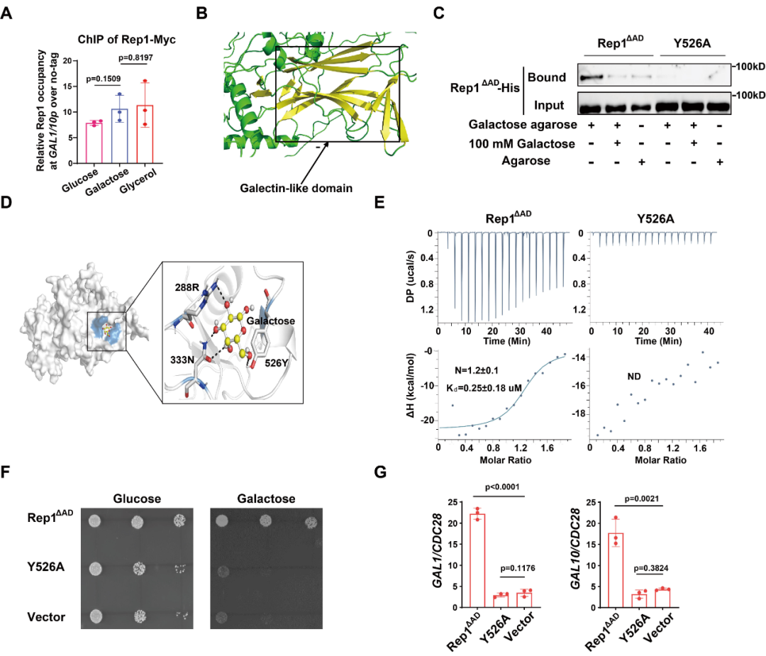 eLife︱武汉大学生命科学学院逯杨/苏畅团队揭示白念珠菌半乳糖代谢信号通路分子机制 - 知乎