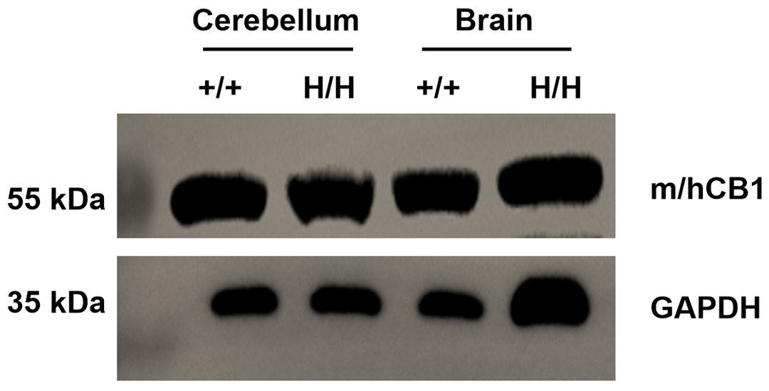 老靶点开拓减肥新方向，大麻素受体CB1/CB2的机遇与挑战！ - 知乎