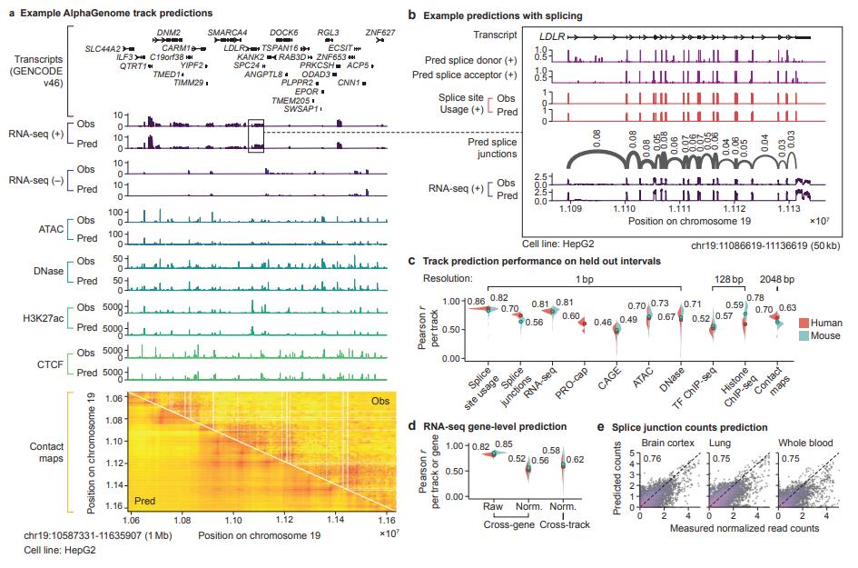 DeepMind“Alpha家族”上新：推出DNA序列模型AlphaGenome，可分析100万个DNA碱基 - 知乎