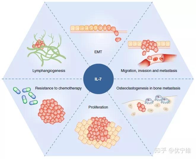 健康与疾病中的IL-7和IL-7R - 知乎