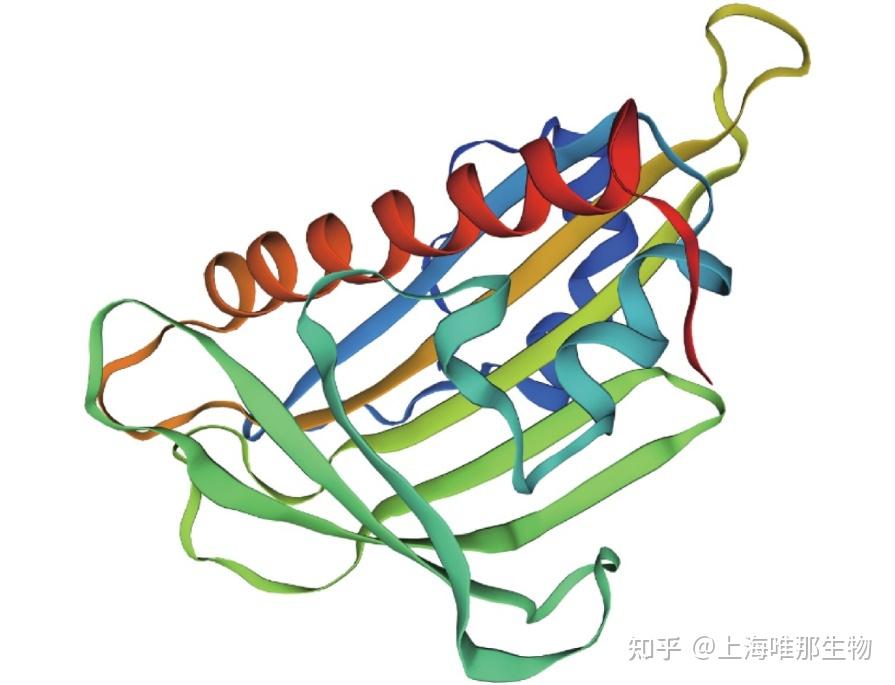 功能基因分析之蛋白质的结构层次介绍 知乎 0253