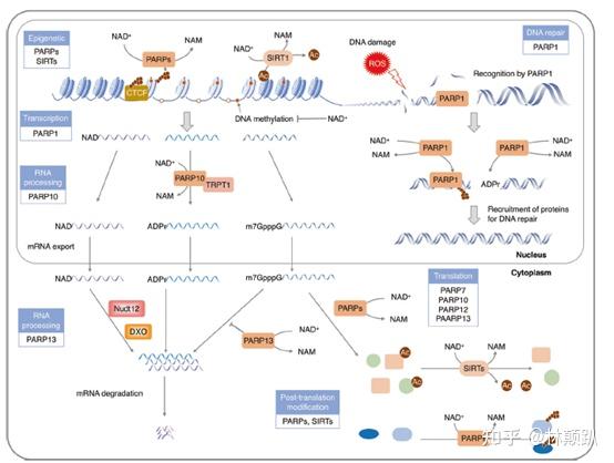 NAD+最全综述告诉你NMN与NAD+补充剂到底值不值得吃？硬核科普! - 知乎