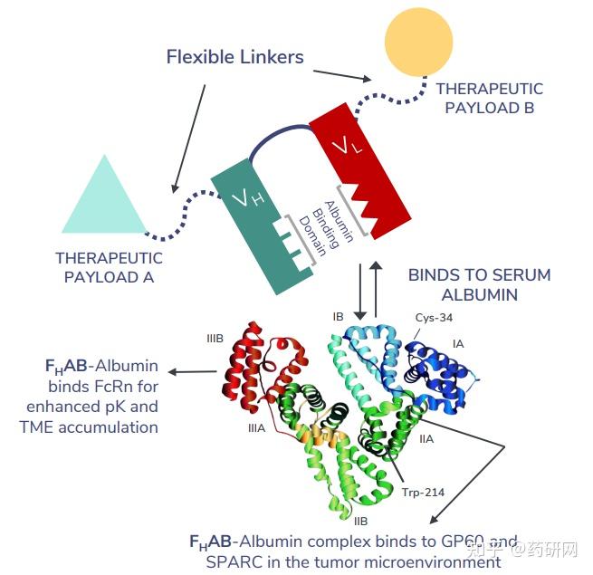 Sonnet丨单日股价暴涨超120%，强生看好的免疫肿瘤学公司 - 知乎