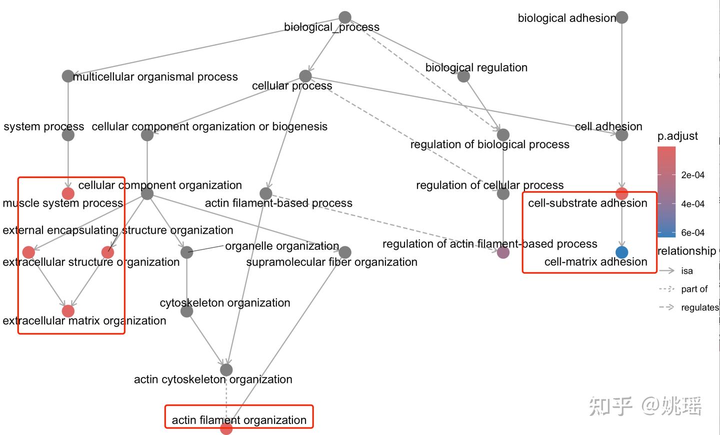 如何使用topGO增强GO数据库注释结果的可视化呢？ - 知乎