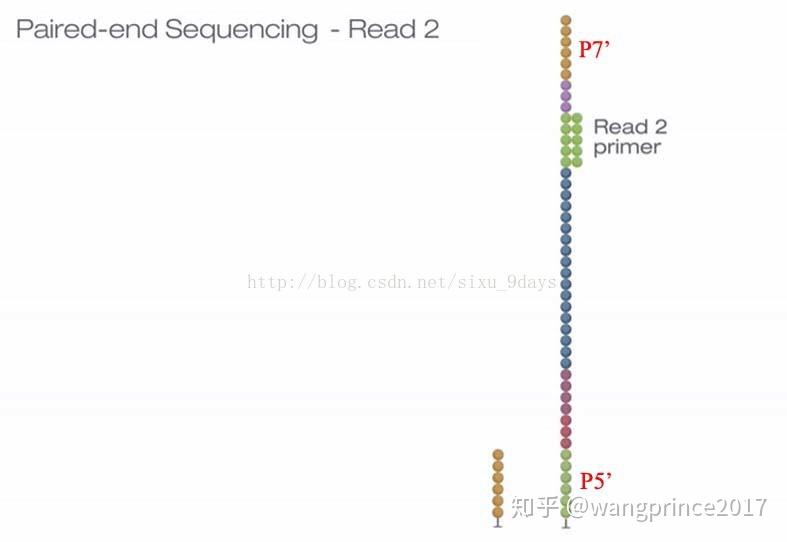 illumina 双端测序（pair end） - 知乎