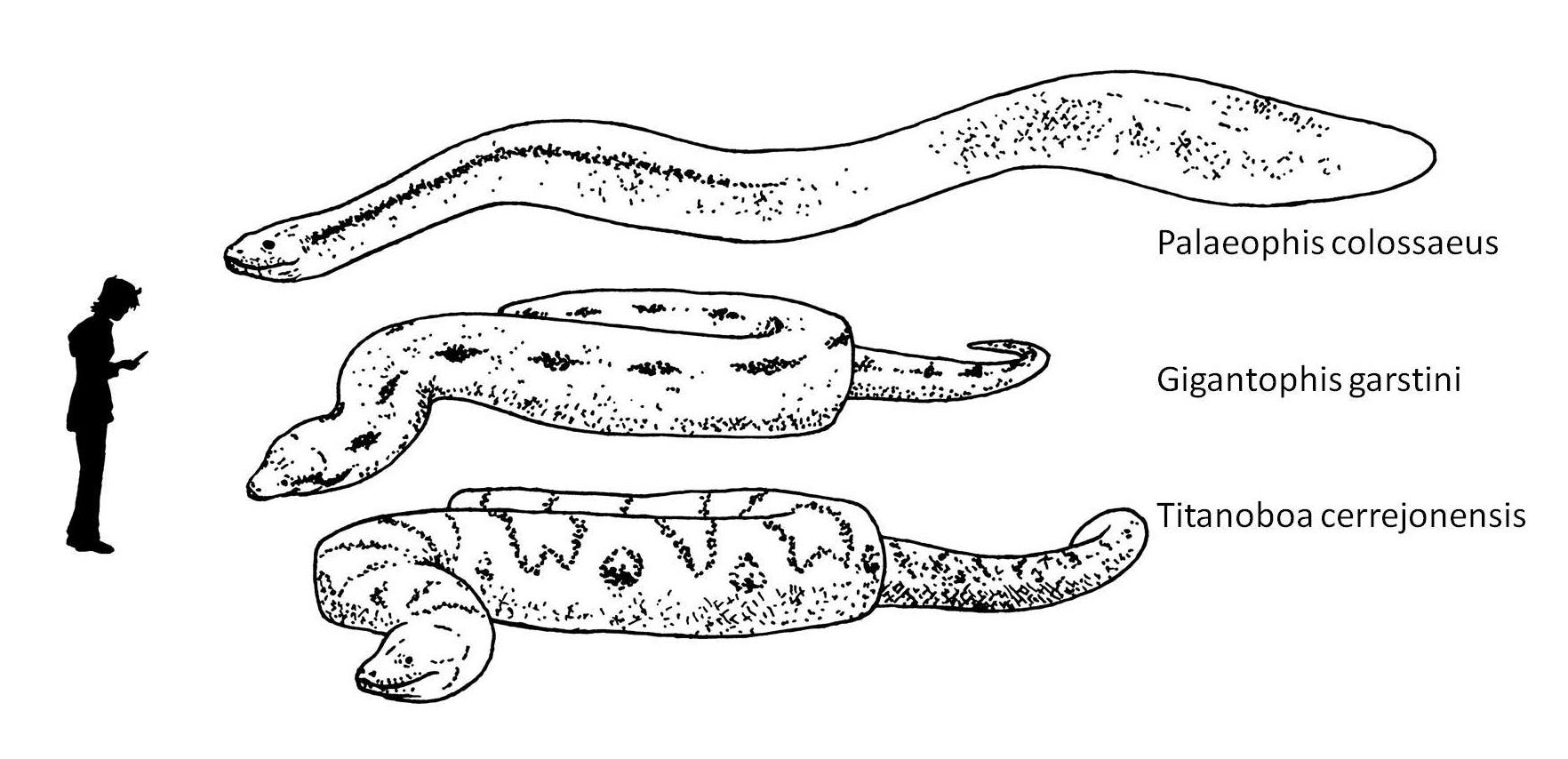 世界上最大的蛇是什么？ - 知乎