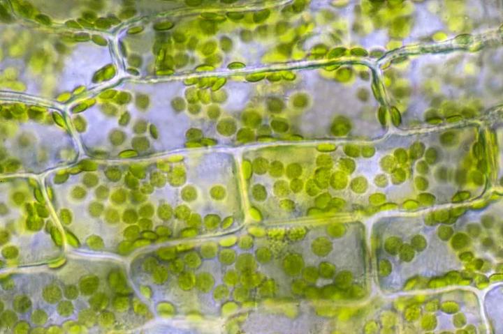 Jin-Soo Kim团队研究开发了TALED碱基编辑系统来完成叶绿体DNA编辑 - 知乎