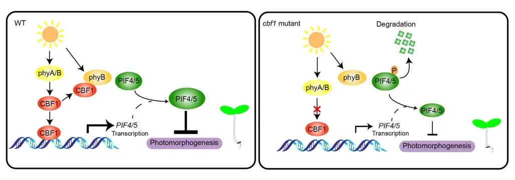 EMBO J. | 中国农大李继刚/杨淑华合作团队揭示植物光温信号互作新机制 - 知乎