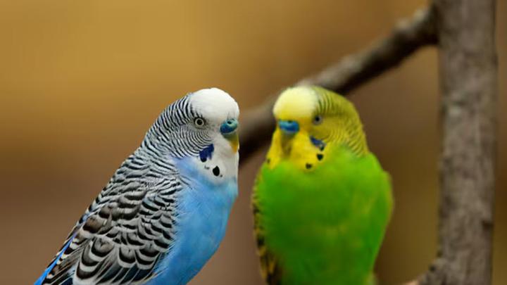 [代码学习]parakeet-0.6B日文asr模型-part 1 - 知乎