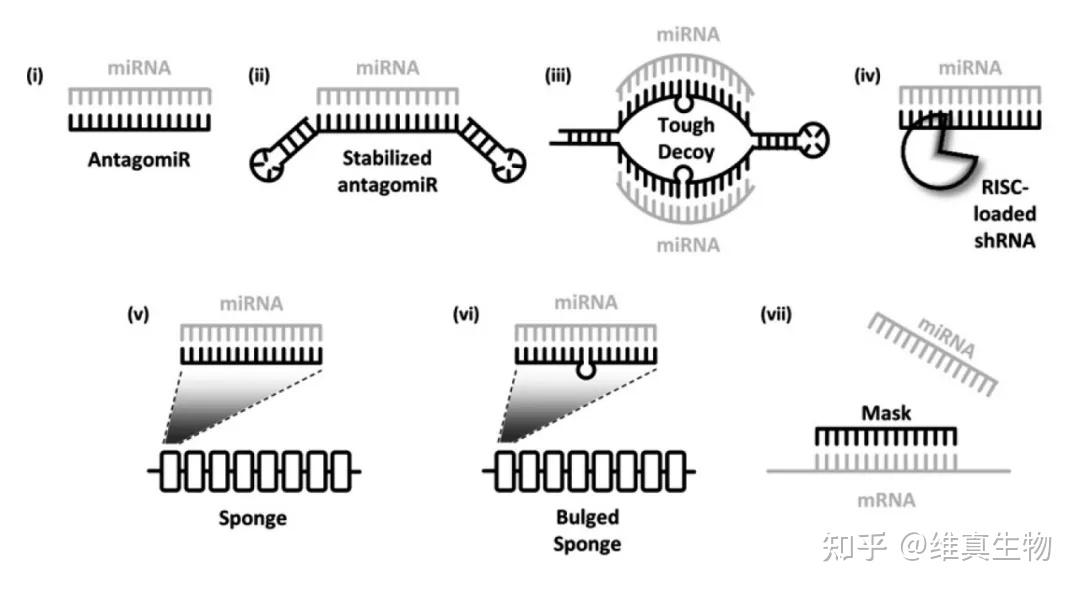 MiRNA功能研究工具-miRNA inhibitors - 知乎