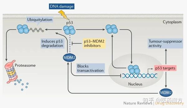 Nature：p53药物研发，艰难前行 - 知乎