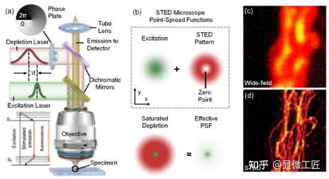 超分辨家族：受激辐射损耗显微技术（STED） - 知乎