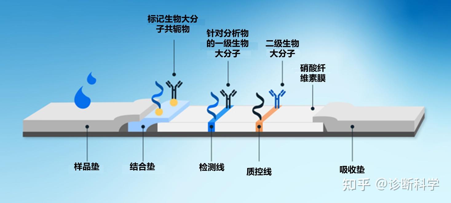 免疫 | 一文读懂侧向层析测试 - 知乎