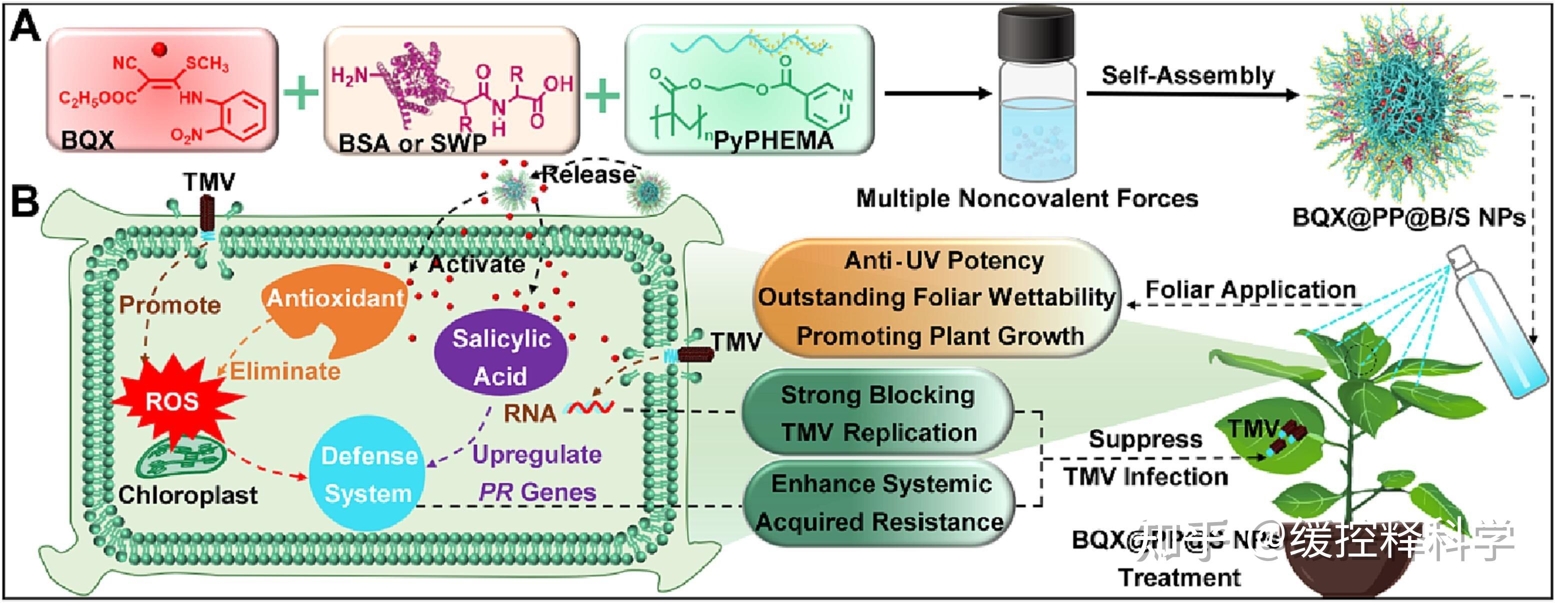 （84）贵州大学 杨松教授：基于植物蛋白自组装核壳纳米载体可有效控制植物病毒 - 知乎