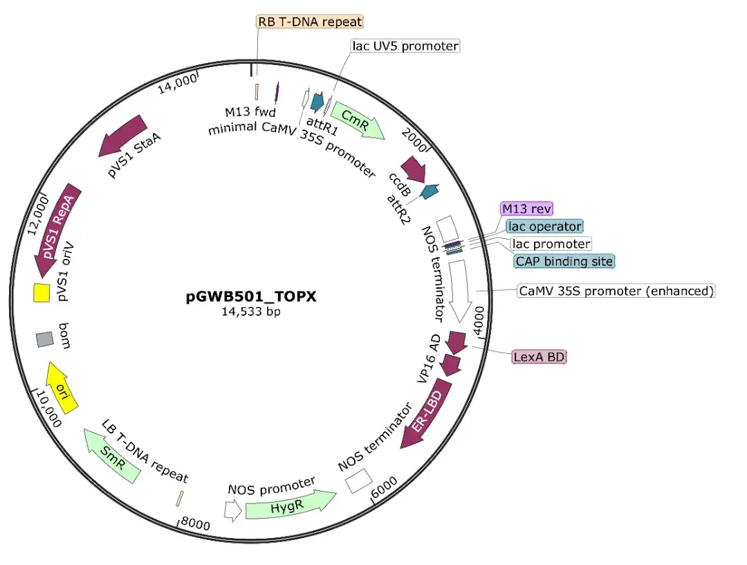 一文解决80%的双元载体问题 - 知乎