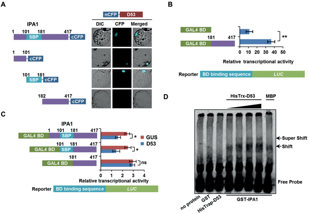 转录因子IPA1，次次都能发顶刊是怎么做到的？ - 知乎