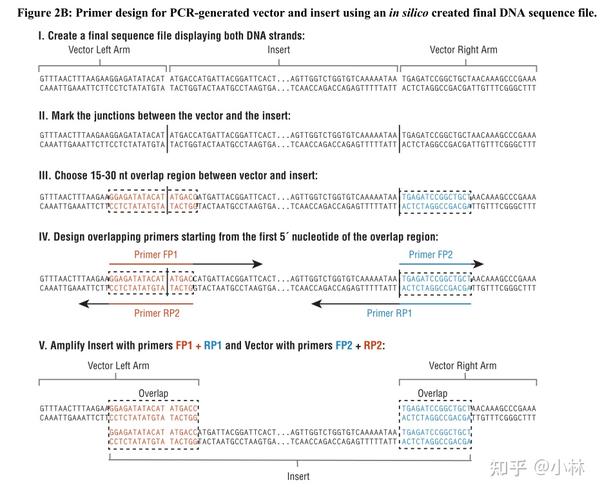 Gibson assembly/Gibson组装的具体实验步骤 - 知乎