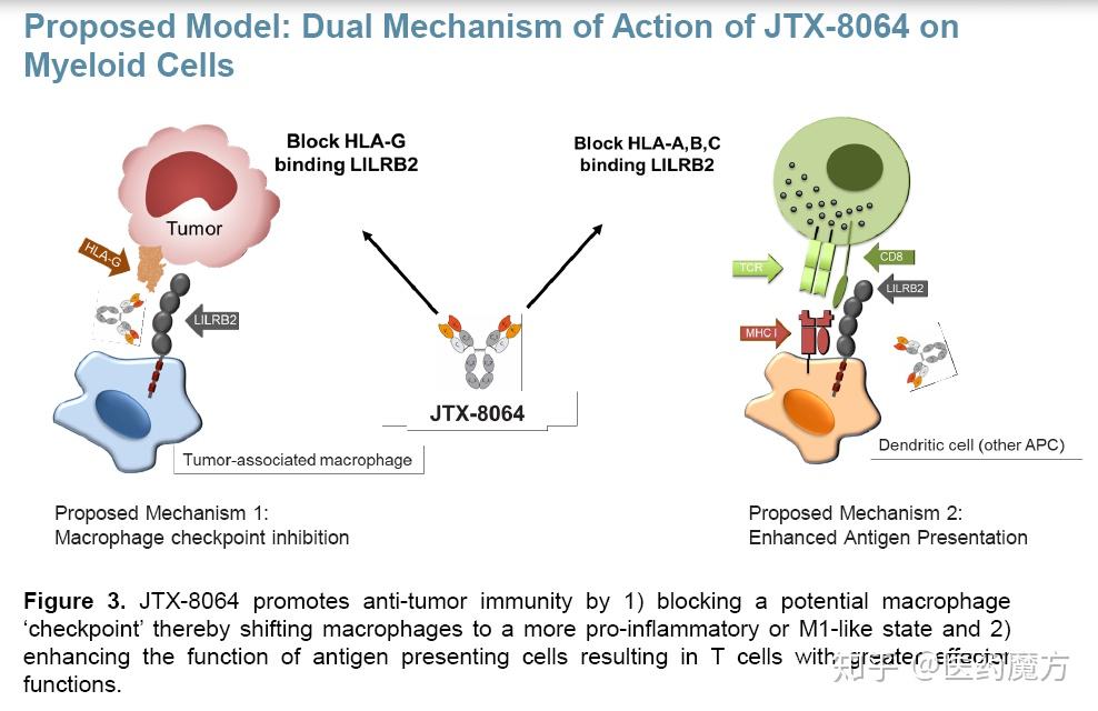 BMS放弃巨噬细胞免疫检查点抑制剂JTX-8064全球开发权益 - 知乎