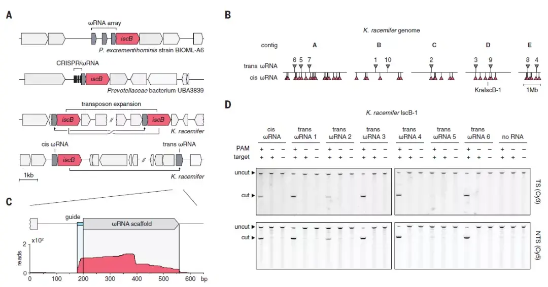 Science | 张峰：利用RNA来定位DNA位置的蛋白的数量和种类可能远超想象 - 知乎
