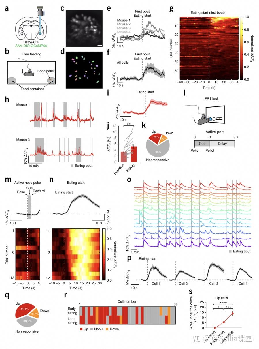 细胞杀伤、钙成像及探针工具病毒载体介绍 - 知乎