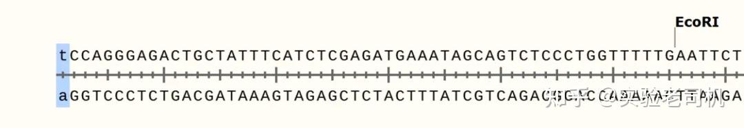手把手教学｜shRNA设计步骤及注意事项 - 知乎