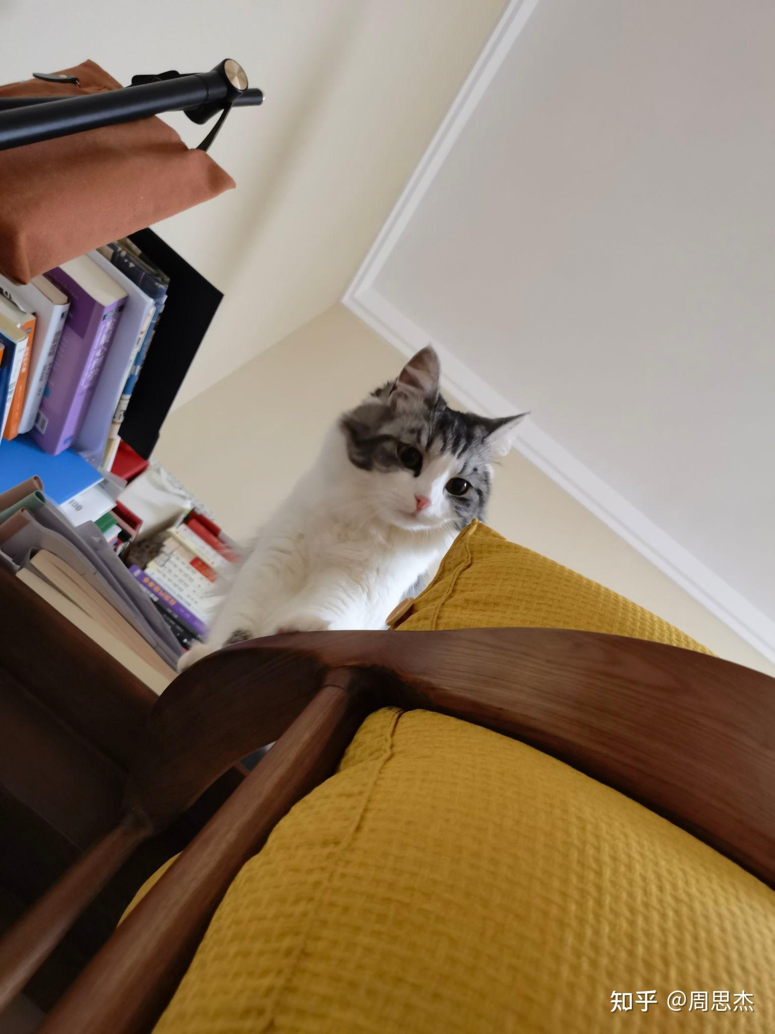 吾家有猫初长成·生活记录 知乎
