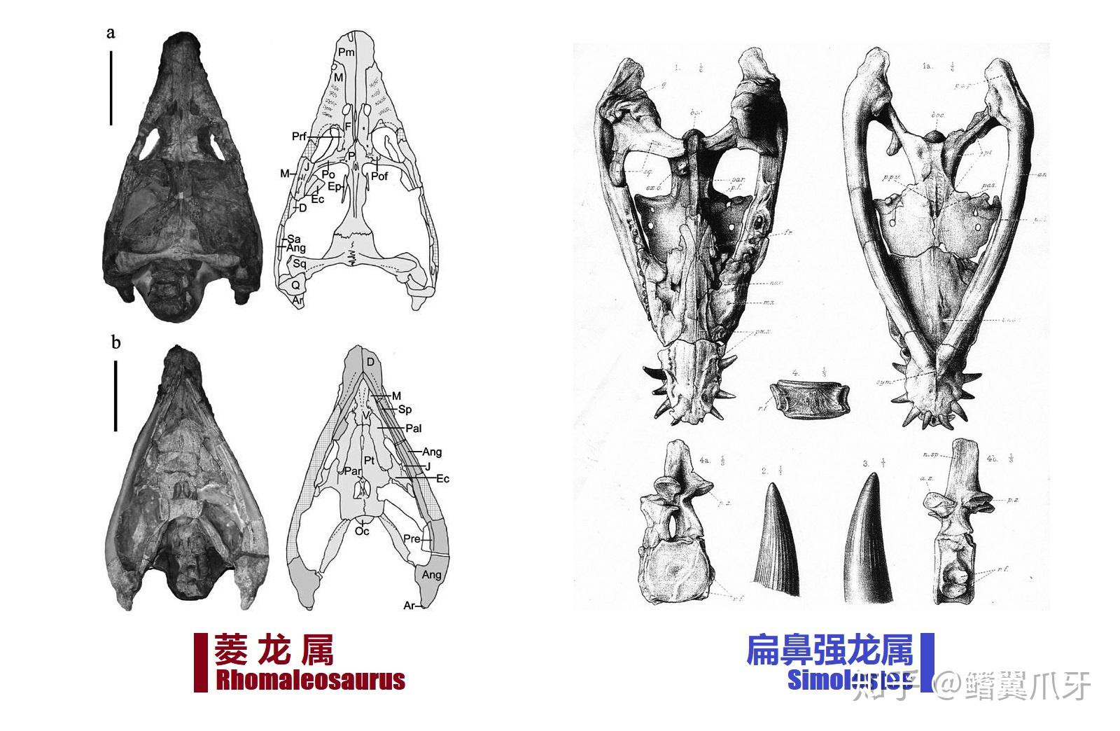 【远古の鳍】上龙科小传2：曳尾泥中待东风，出身寒门可成龙 - 知乎
