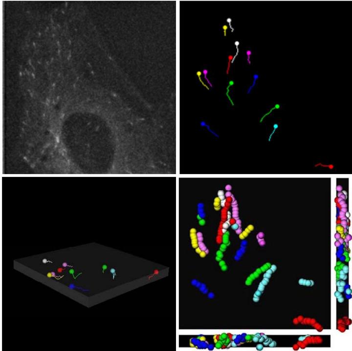Imagej Manual Tracking（手动追踪）插件玩转指南 - 知乎