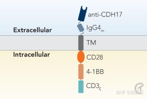 消化道肿瘤靶点新星：CDH17 - 知乎