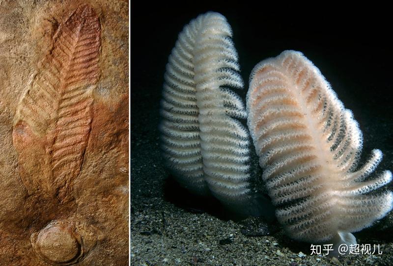 神秘的埃迪卡拉花园 - 知乎