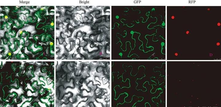 一文带您了解亚细胞定位（Subcellular Localization） - 知乎