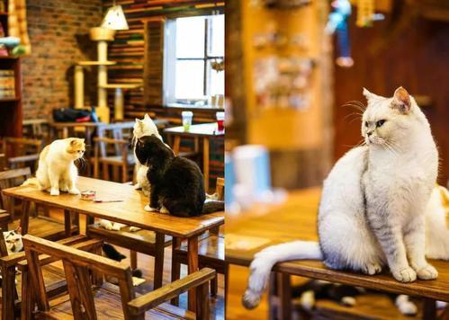 别致的宠物咖啡馆 - 知乎