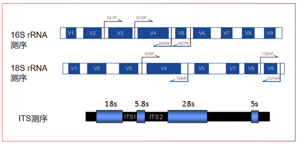 全网最强解析 | 关于扩增子测序学习一篇文章就够了！ - 知乎