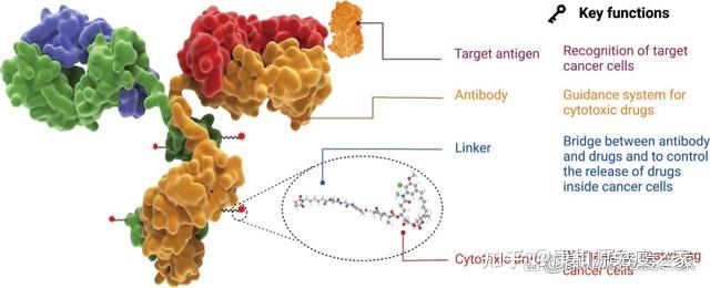 疾病稳定近两年！被誉为“神药”的DS-8201在非小细胞肺癌中疗效优异！ - 知乎
